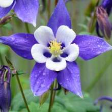 Aquilegia Caerulea (Blue Columbine) 25 Seeds Native Wild Flower ...