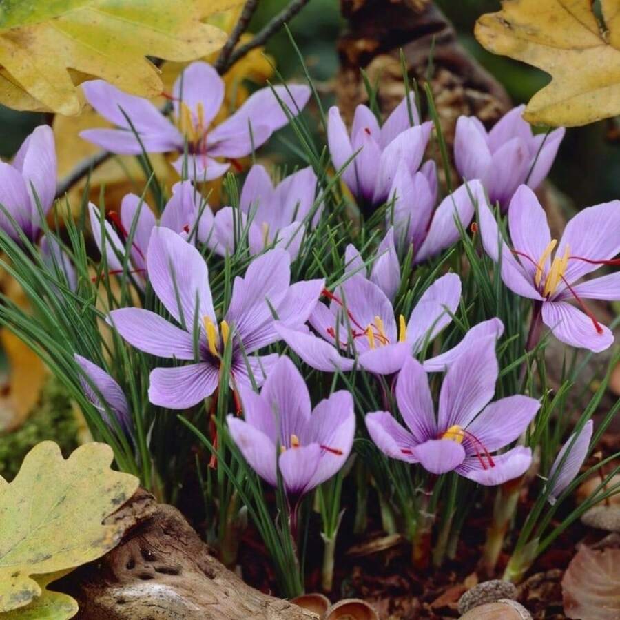 136 Rare Sunflower Bulbs For Planting, Sativus | SHEIN USA