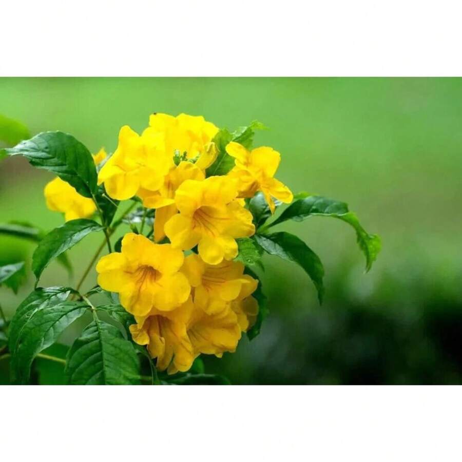 Yellow Trumpet Vine Flower Tecoma Stans 60 Easy Plant | SHEIN South Africa