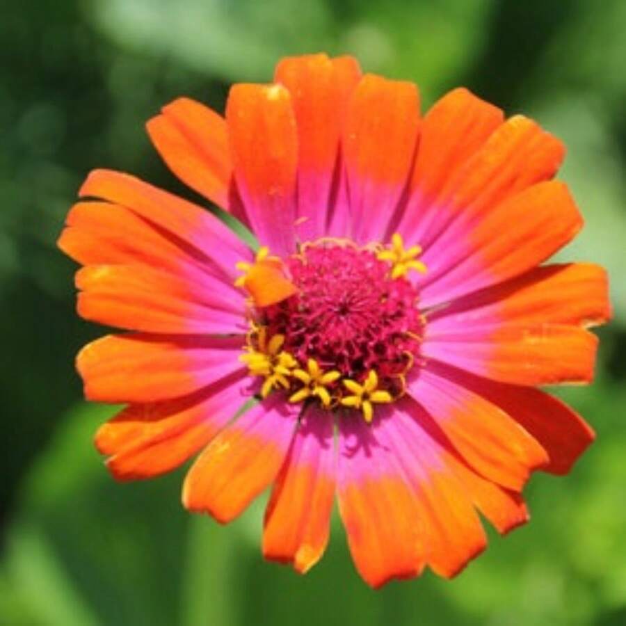 200 piezas de semillas de flores bicolor de colores mixtos, no GMO ...