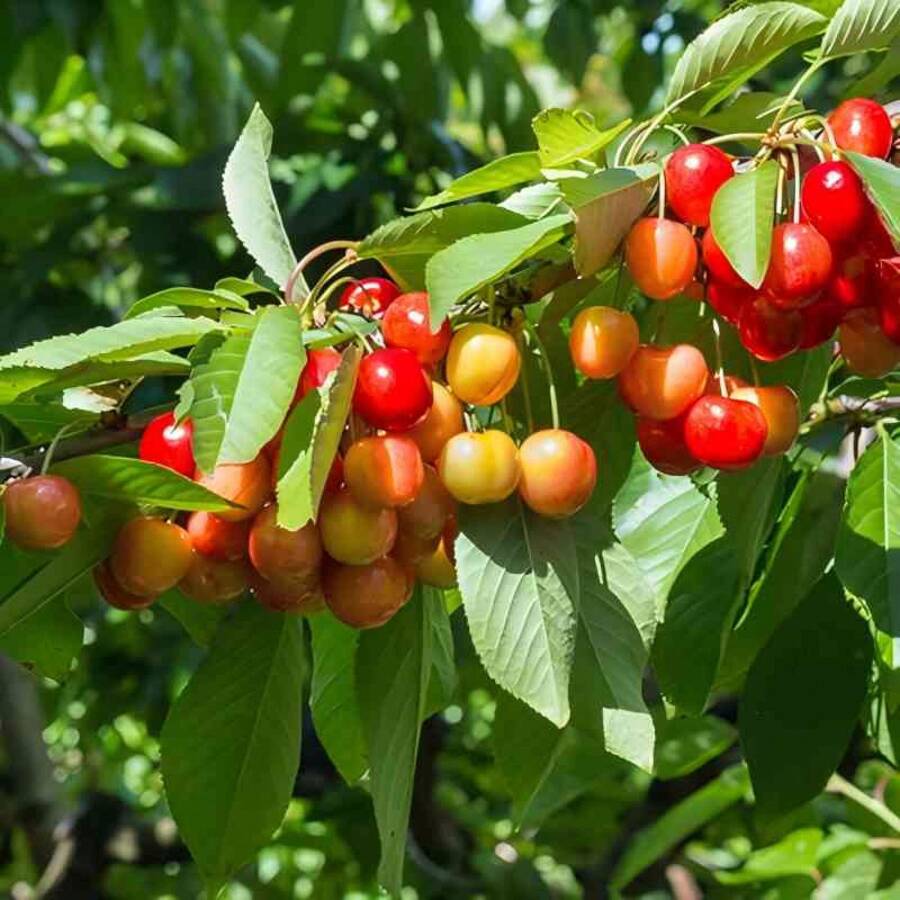 Easy Cultivating 10 Seeds Dwarf Cherry Tree Self-Fertile Fruit Tree ...
