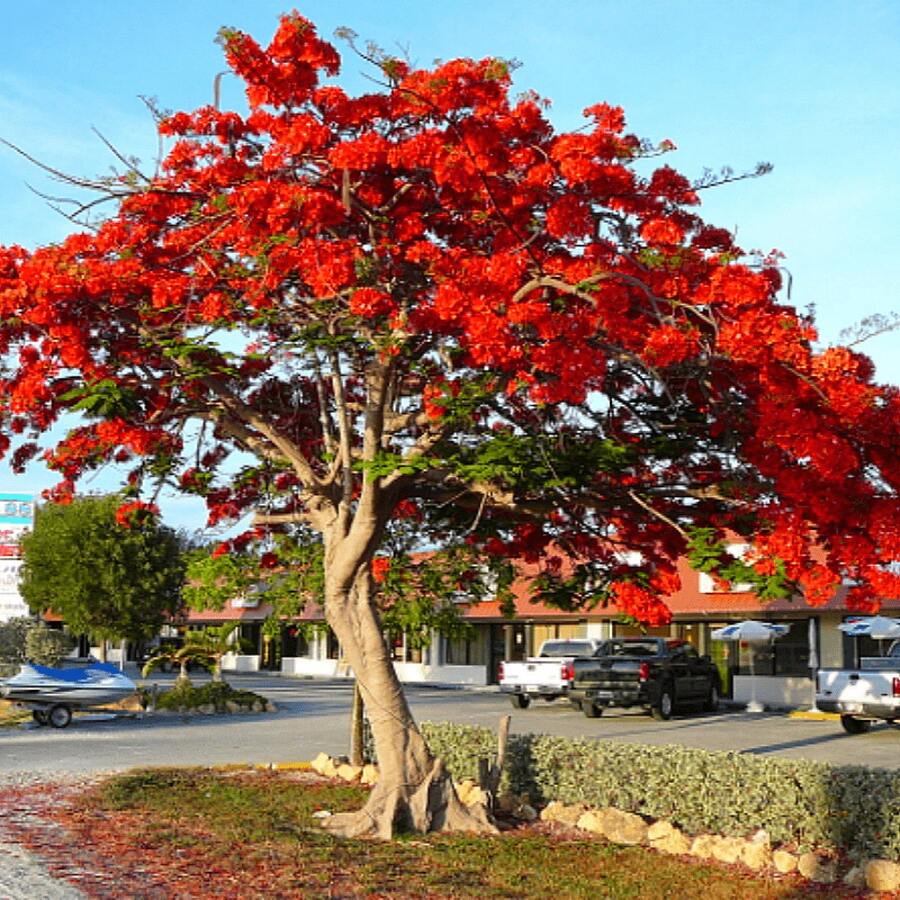 210 Pieces Of Delonix Regia Seeds With Beautiful Flowers In The Shape ...