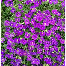 200 Aubrieta Seeds Cascade Purple Flower Seeds, Perennial Rock Cress ...