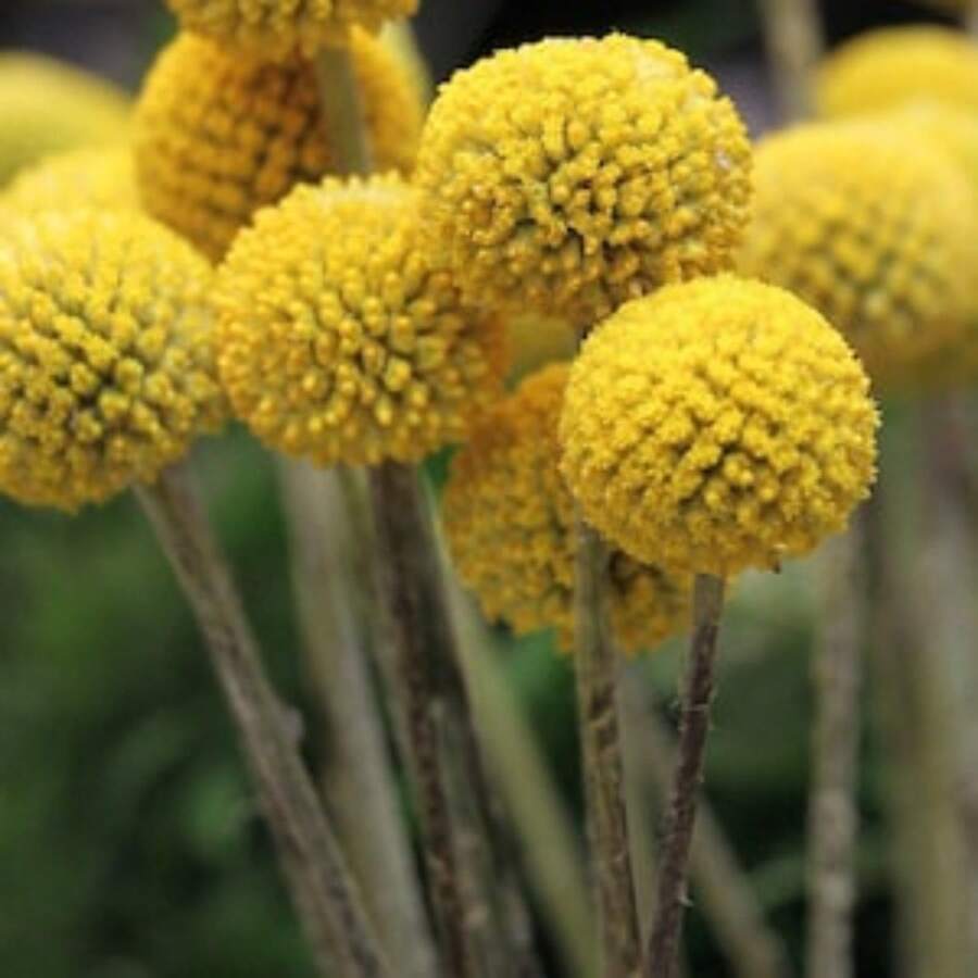 Billy Button Seeds, Craspedia, Billy Balls, Craspedia Globosa CD0150 ...