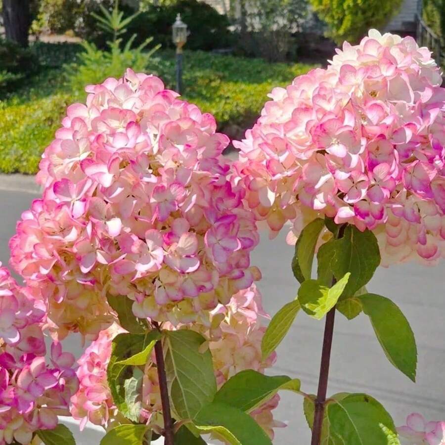 Hydrangea Seeds, Perennial Shrubs Pink Flowers - 50 Seeds For Planting ...