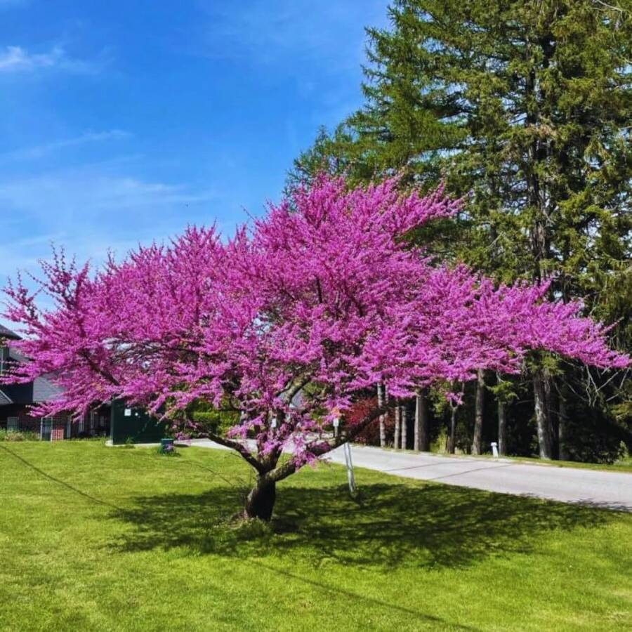 30 Eastern Redbud Tree Cercis Canadensis Seeds Cold Hardy Flowering ...