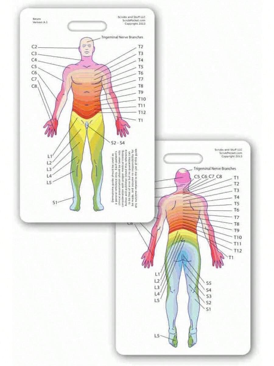 Dermatome Diagram Vertical Badge ID Card Pocket Reference Guide ...
