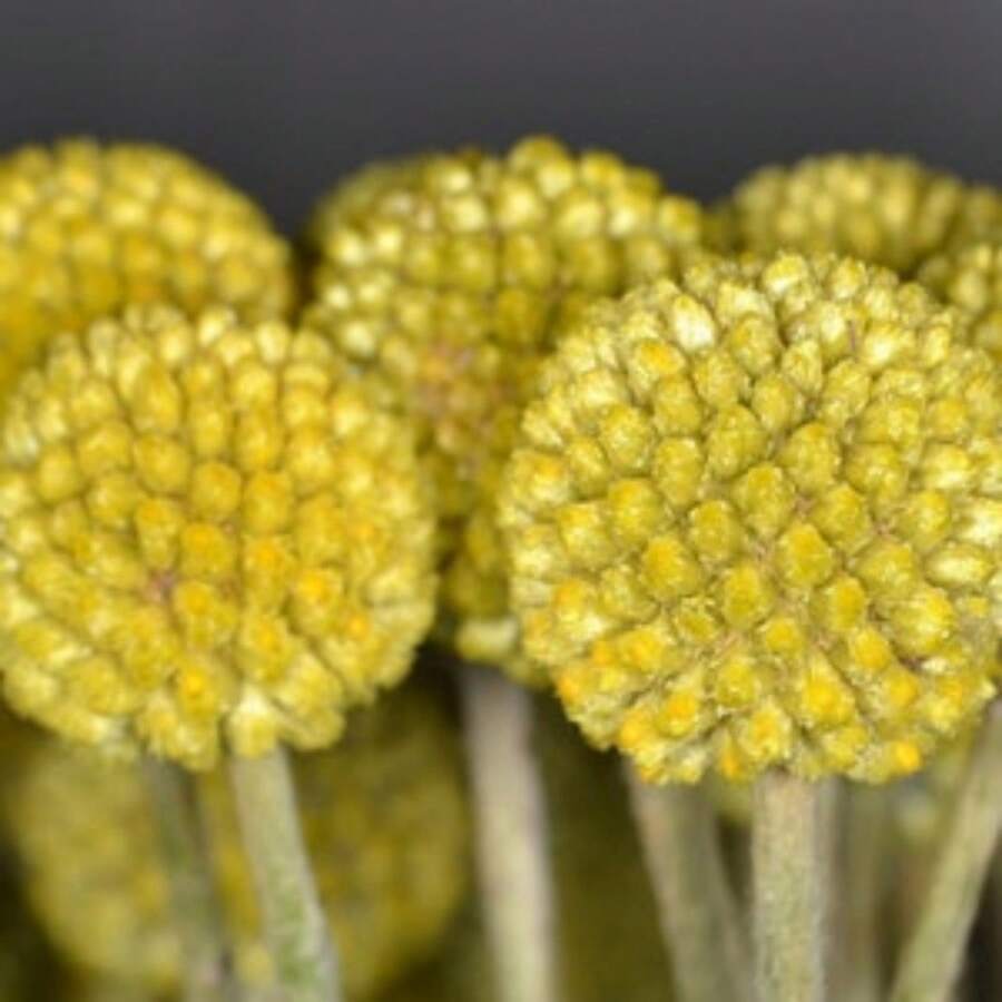 Billy Button Seeds, Craspedia, Billy Balls, Craspedia Globosa CD0150 ...