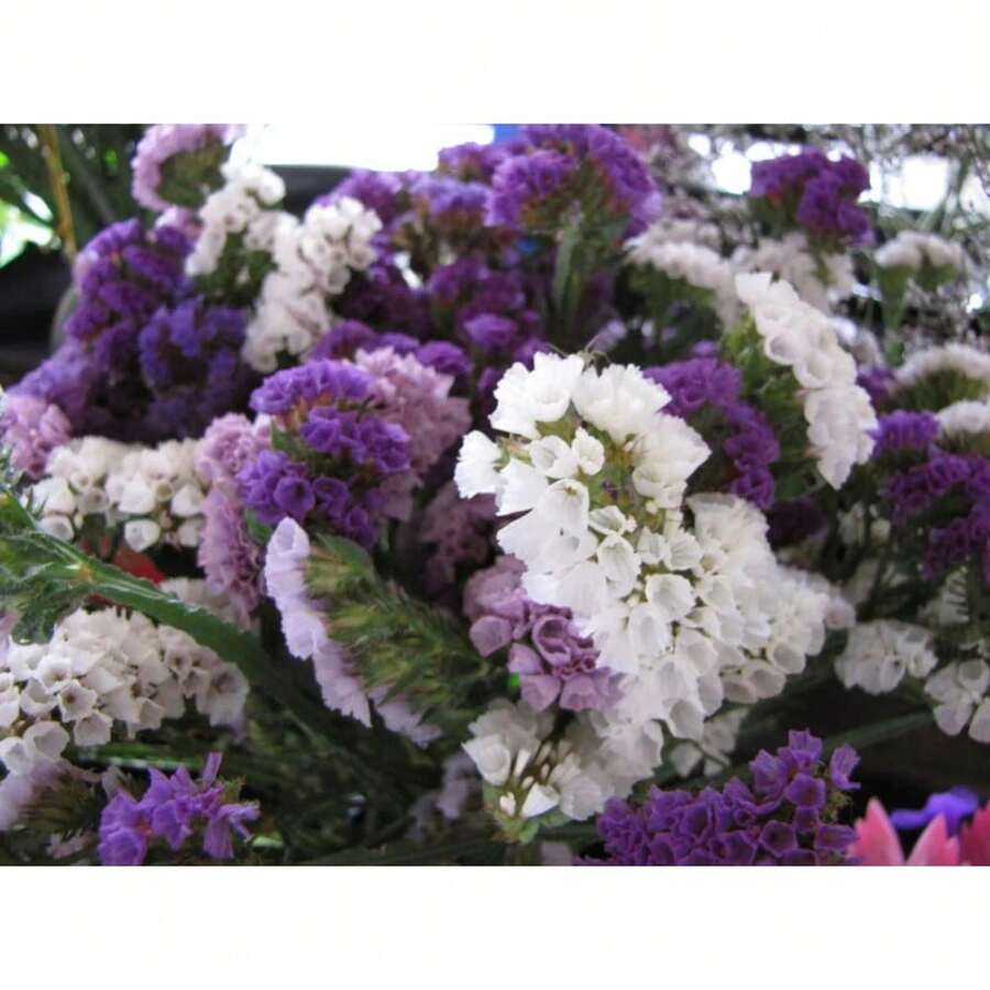 240 Sea Lavender (Limonia Sinatum) Flower Seeds | SHEIN