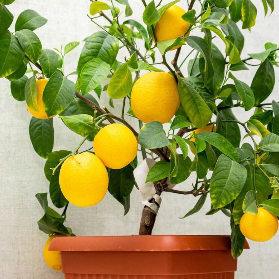 40+Dwarf Lemon Bonsai Tree Seeds - Growing Miniature Fruit Tree Bonsai ...
