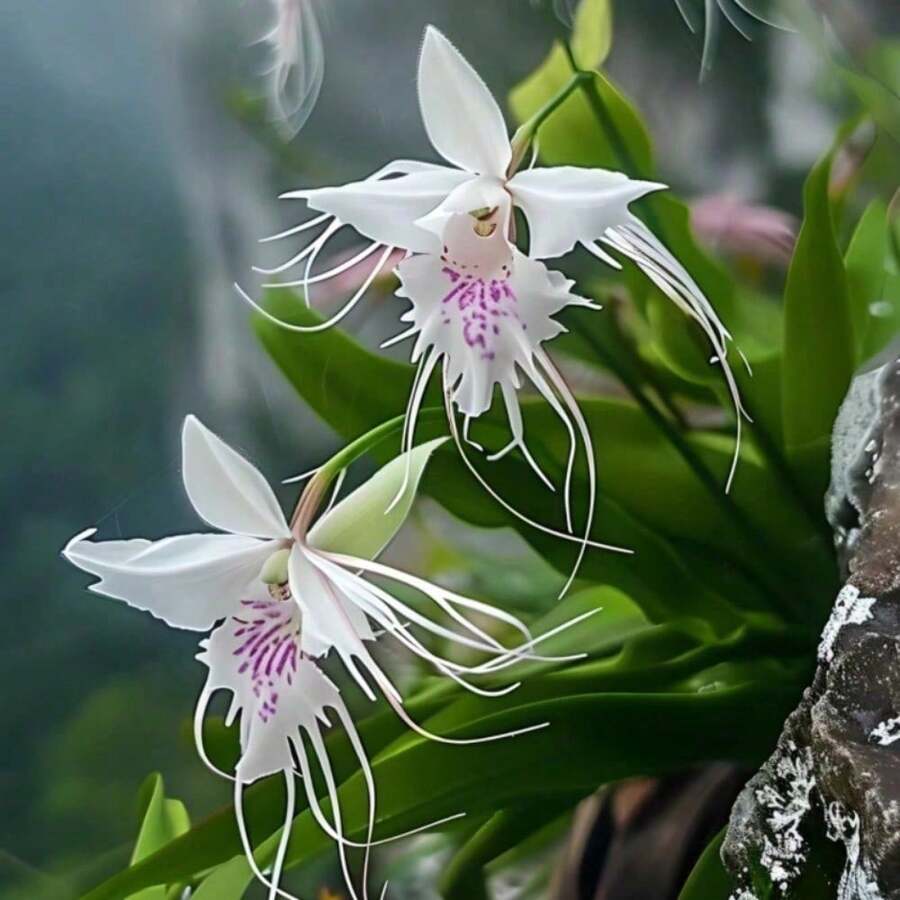 200 Reaper Orchid Seeds, Japanese Alpine Grass, White Freesia, Bulbs ...