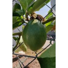 200 Semi di Passiflora Alata Ruby Glow, pianta viva, passiflora ...