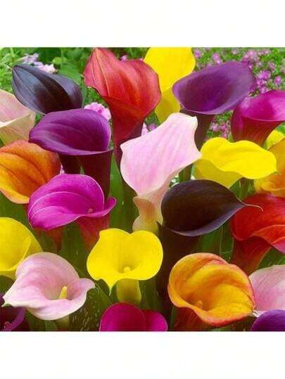 Calla Lily Seeds For Planting Seeds Mixed Color Big Healthy Seeds For ...