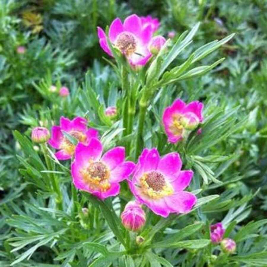 Outsidepride 200 Seeds Perennial Anemone Carmine Flower Seeds For ...