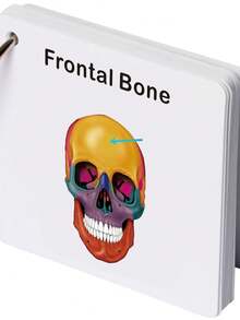 Human Skull Anatomy Flashcards ,Master Skull Structures ! Ideal For ...