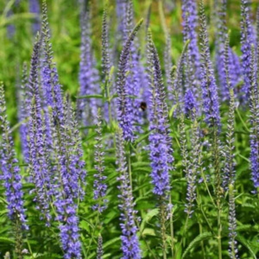 200 Veronica Garden Speedwell Flower Seeds | SHEIN