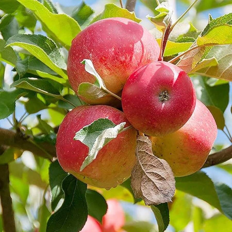 Pink Lady Gala Apple Seeds, Tasty & High Yield, Non-GMO Heirloom Fruit ...