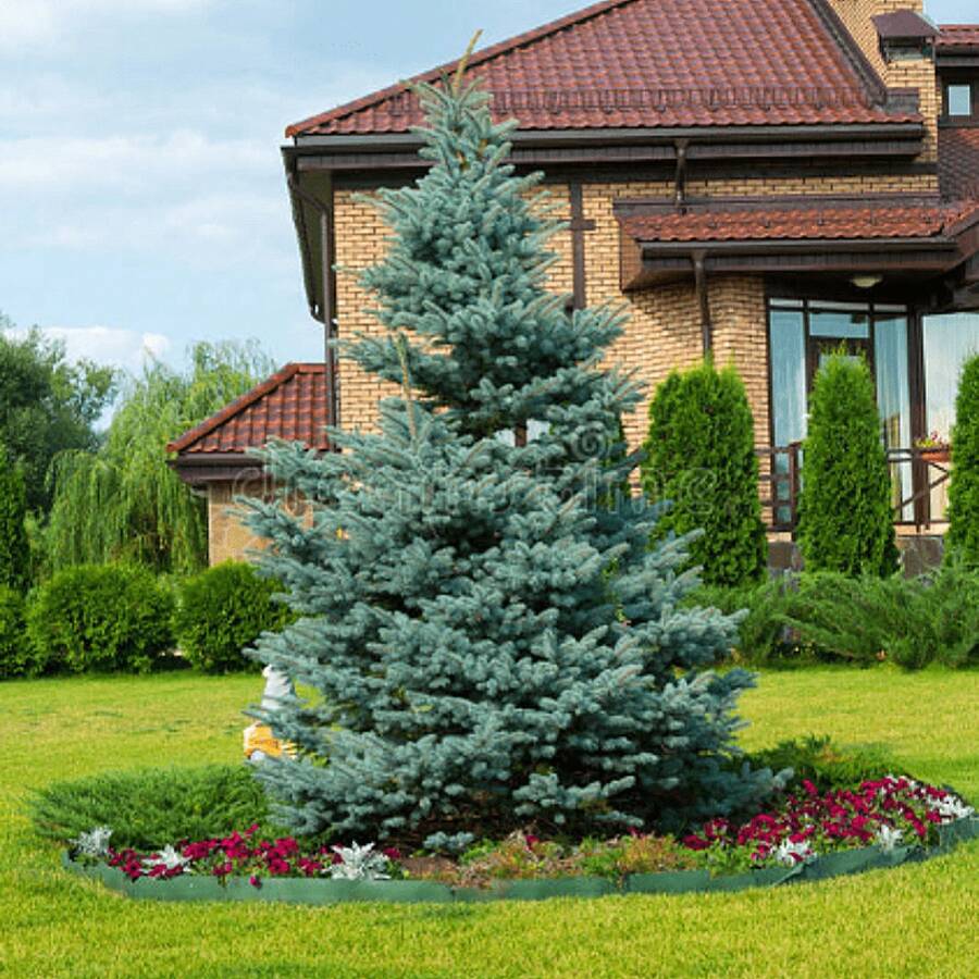 Blue Spruce Seeds For Planting Colorado Blue Spruce, Picea Pungens Glauca, Attractive Trees For ...