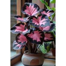 Easy To Plant Plant That Bloom Year-Round 100Seeds Pink Princess ...