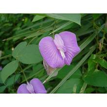 Centrosema Pubescens Centro Butterfly Purslane Seeds | Mode de Mujer ...