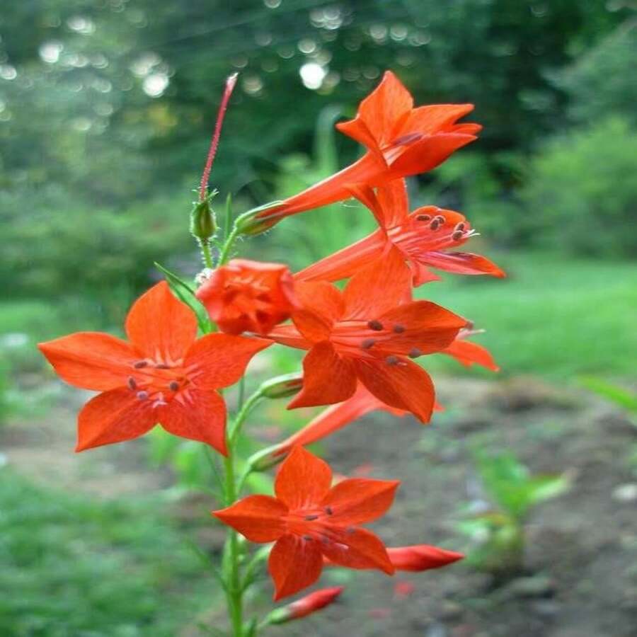 200 STANDING CYPRESS (Scarlet Gilia) Ipomopsis Rubra Flower Seeds | SHEIN