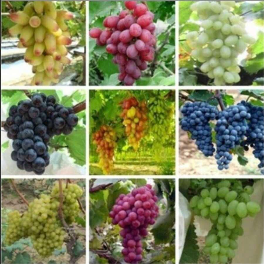 200 graines de raisin de pépins de raisin vin, plantes hybrides ...