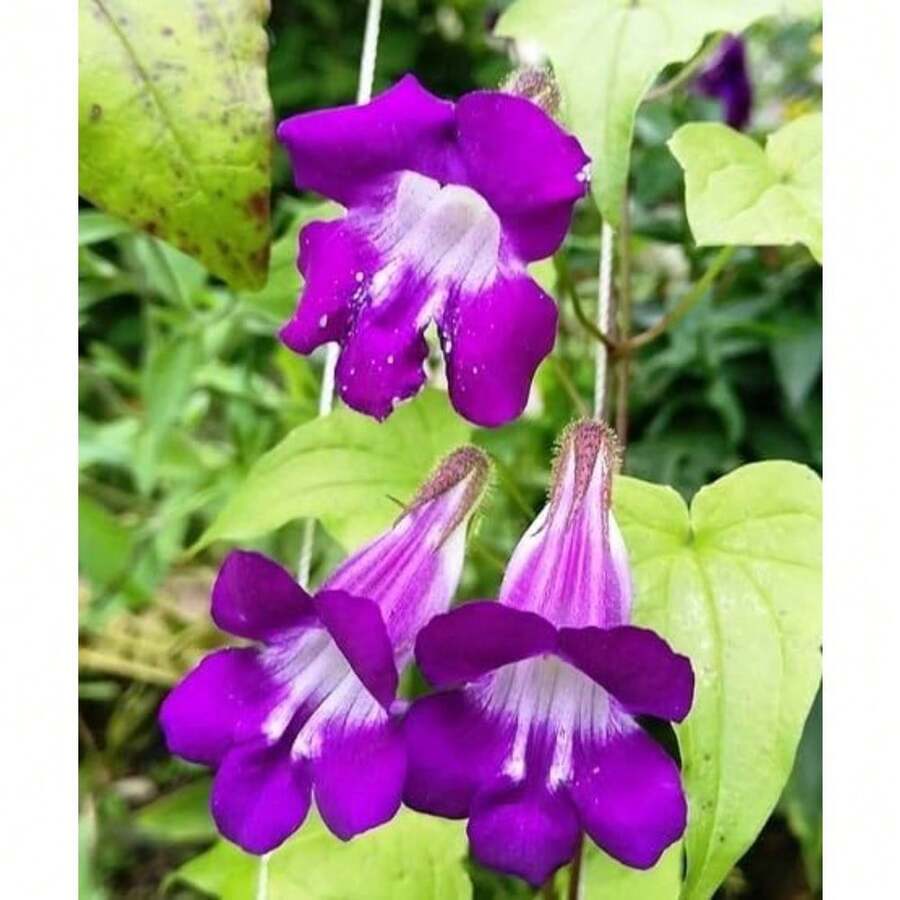 200 Seeds Trailing Snapdragon Asarina Joan Perennial Flowers | SHEIN