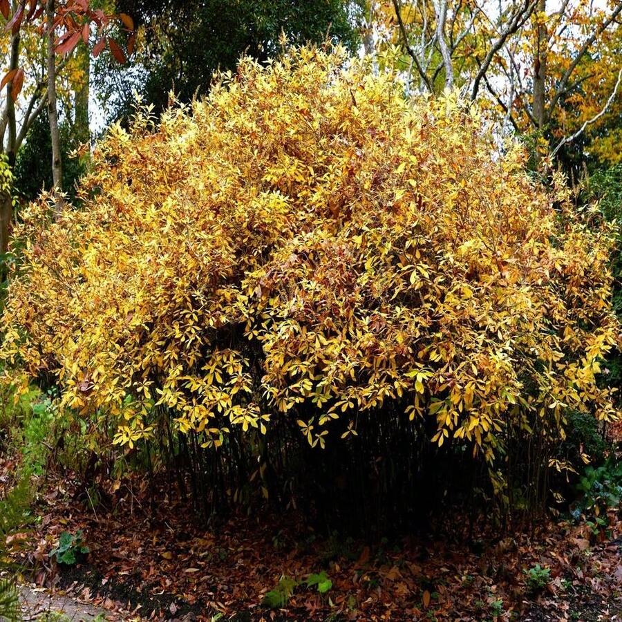 20 Pink SUMMERSWEET BUSH Clethra Alnifolia Rosea Fragrant Flower Shrub ...