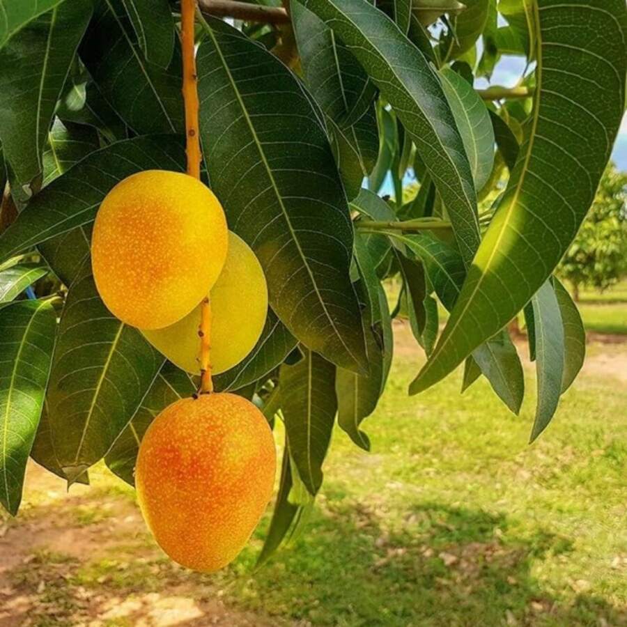 Planting Perennial Seeds Mango Fruit Seed Seeds Delicious NonGMO Fruit ...