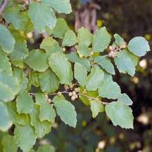 15 Witch Hazel Hamamelis Virginiana Seeds | SHEIN ITALIA