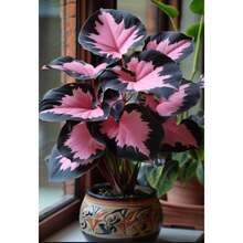 Easy To Plant Plant That Bloom Year-Round 100Seeds Pink Princess ...