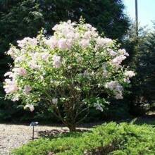 Rare Early Syringa Oblata Suitable For Growing Sweet French Syringa ...