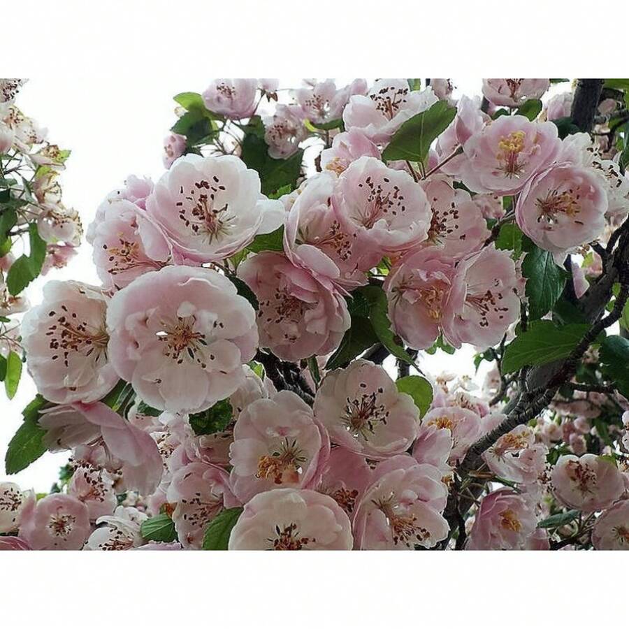 Color Mix Wholesale20 ENGLISH HAWTHORN TREE Edible Fruit Flower ...