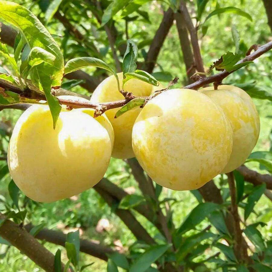 Peach Seeds Fruit Tree Seedlings Rose Peach New Variety Prune Red Heart ...