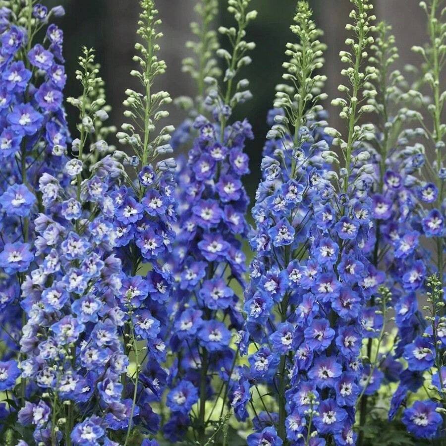 10000 Seeds Larkspur Giant Imperial Delphinium Rocket Larkspur Wild ...