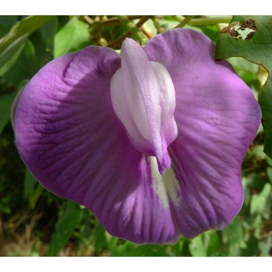 Centrosema Pubescens Centro Butterfly Purslane Seeds | Mode de Mujer ...