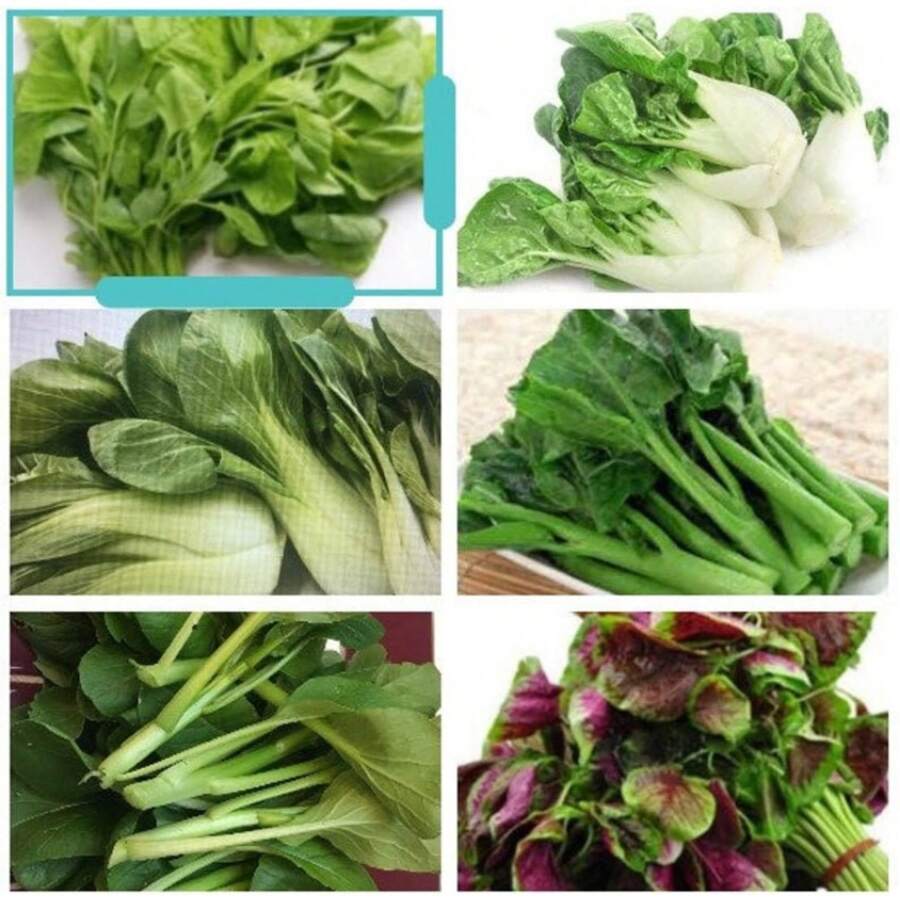 10-Gram Deluxe Chinese Summer Greens Seed Mix: GaiLan, Yu Choy Sum, Red ...