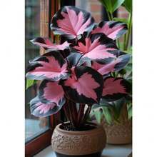 Easy To Plant Plant That Bloom Year-Round 100Seeds Pink Princess ...