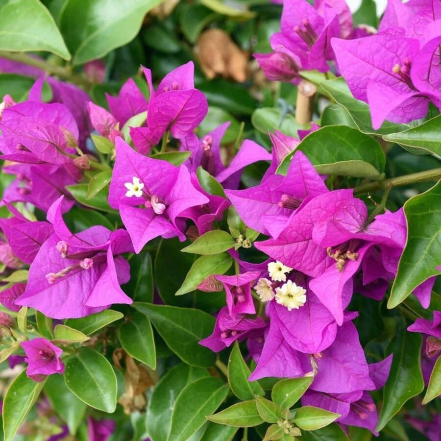 Bougainvillea Seeds For Planting Shein South Africa