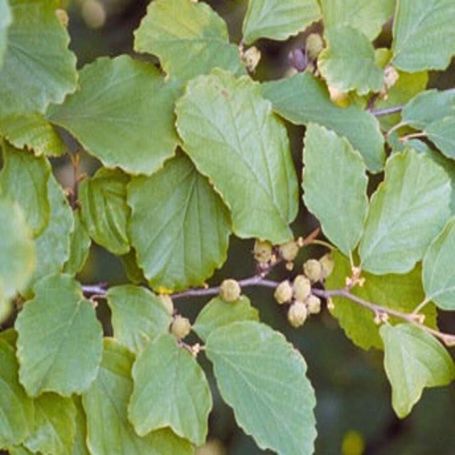 15 Witch Hazel Hamamelis Virginiana Seeds | SHEIN UK