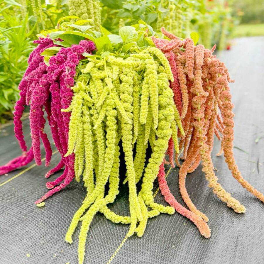 100 semi di amaranto di "Love Lies Bleeding" per la semina, semi non ...