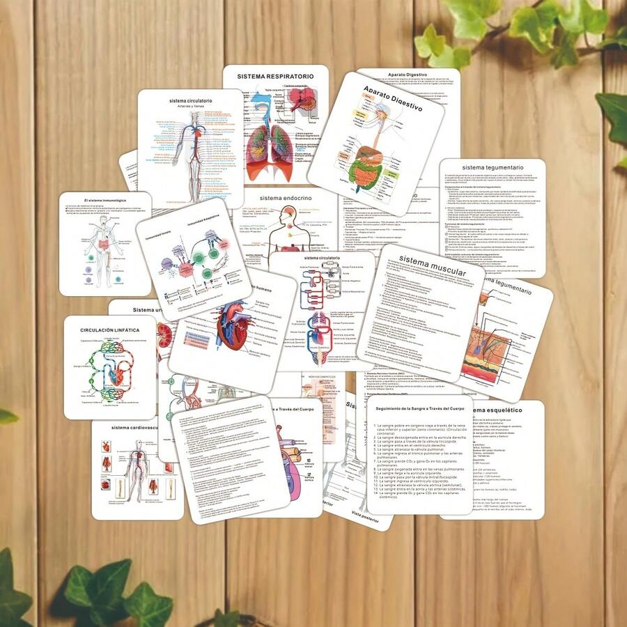 Las Tarjetas de Anatomía Español - Músculos, Huesos, Digestión ...