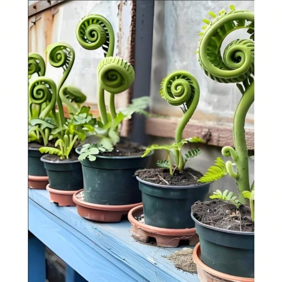 Easy To Plant Plant That Bloom Year-Round 100 Seeds Curly Frizzle ...