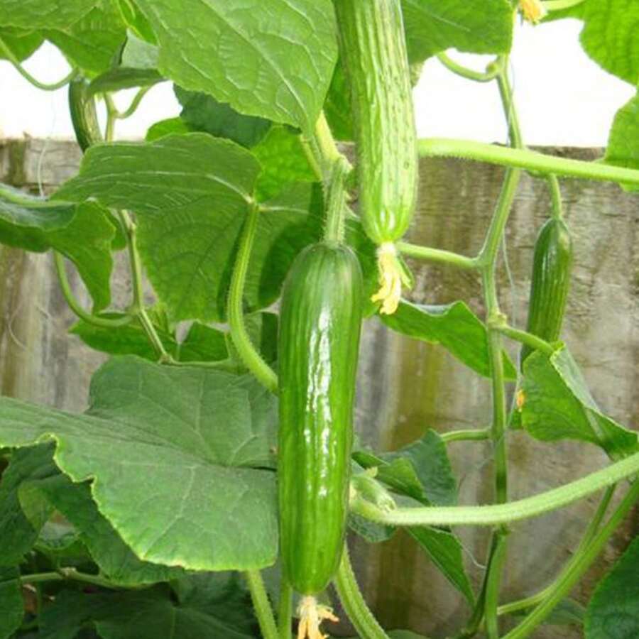 Vegetable Seeds Green Baby Fruit Cucumber Seeds Thornless All Plants ...