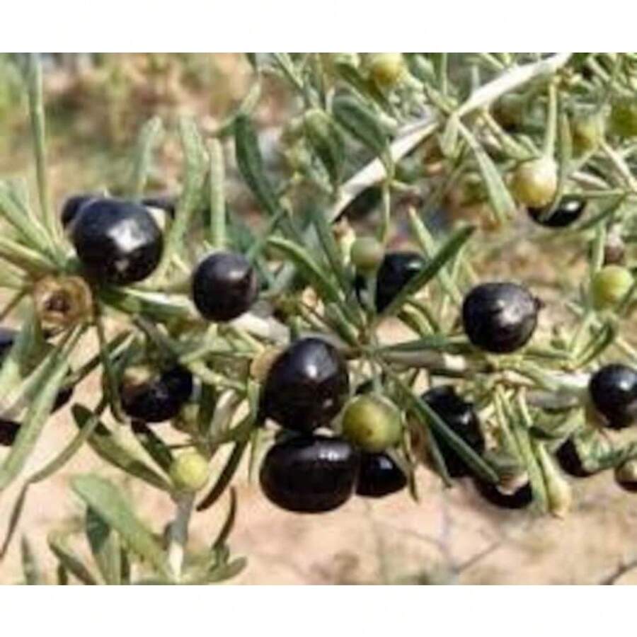 30 Seeds Sweet Black Goji Berry, Wolfberry Seeds Organic - Good For ...