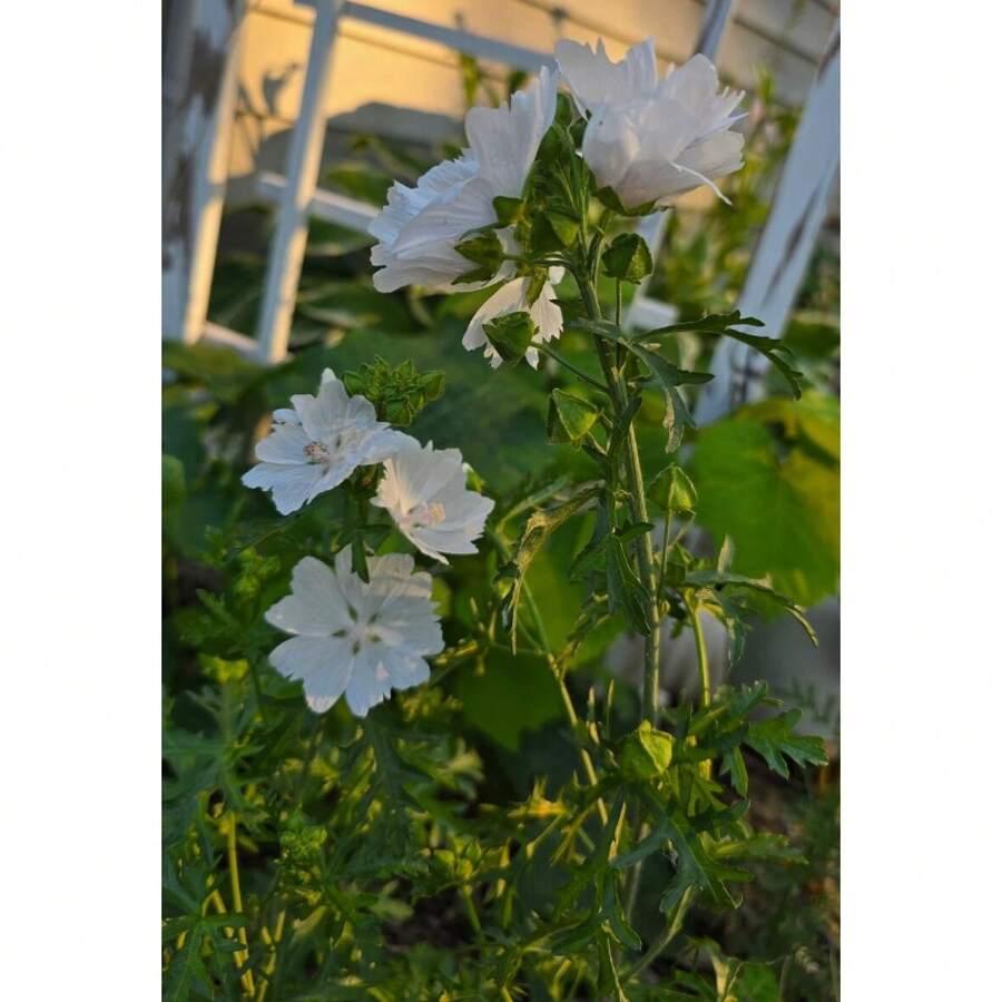Musk Mallow (White) 20 Seeds, Perennial | SHEIN UK