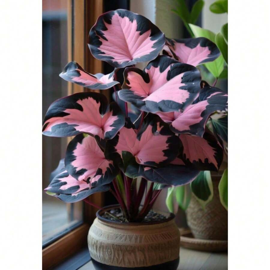 Easy To Plant Plant That Bloom Year-Round 100Seeds Pink Princess ...