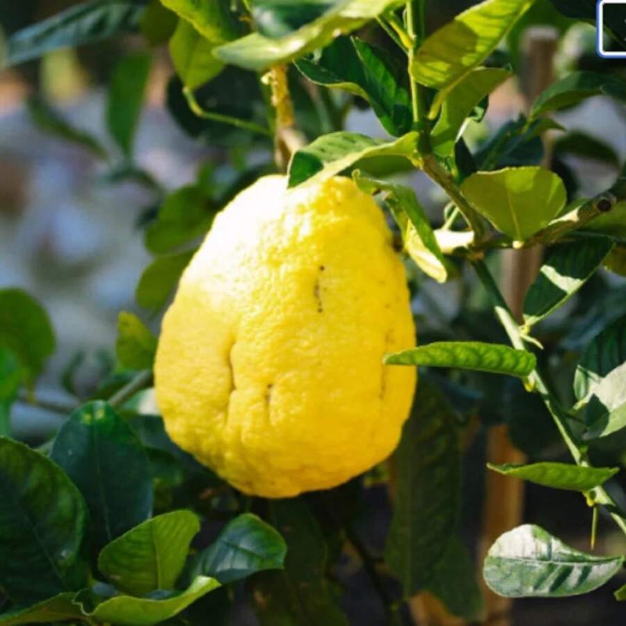 500seed Citron Seeds Citrus Medica Fragrant Flowering Evergreen Fruit ...