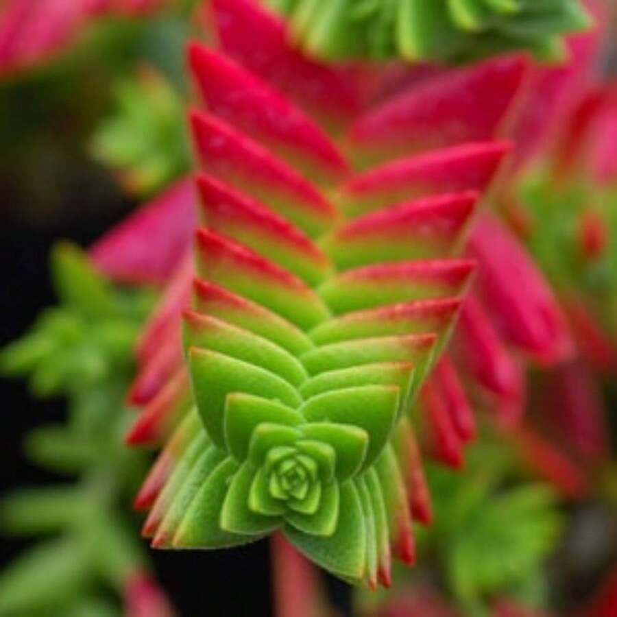 Templo de Buda, Semillas de Suculentas Red Padgoda 100 piezas, Crassula ...
