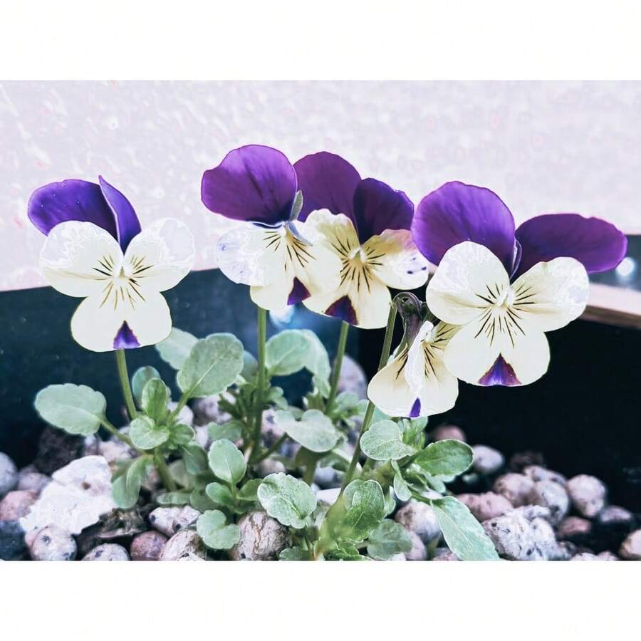 Mezcla de Semillas Tricolores de Violetas de Jardín, Violetas Dulces ...
